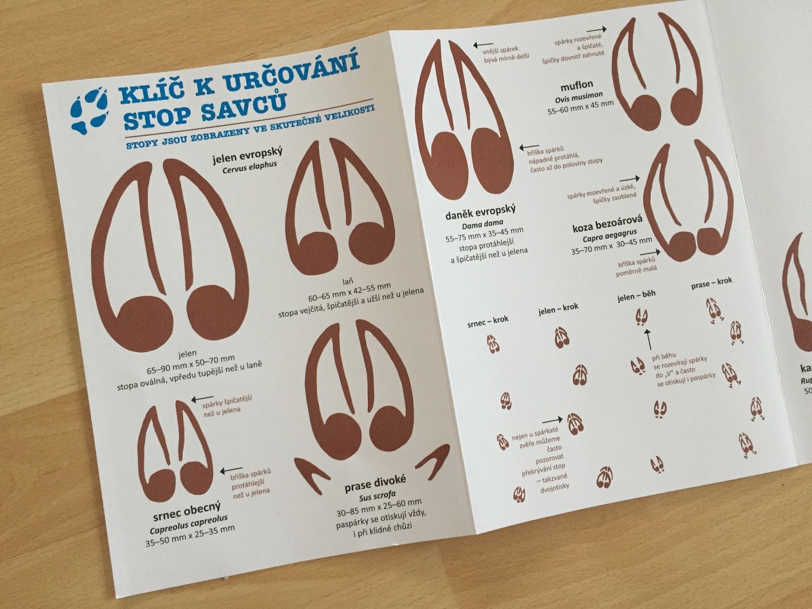 pesleří...: Jak na… stopy a stopování