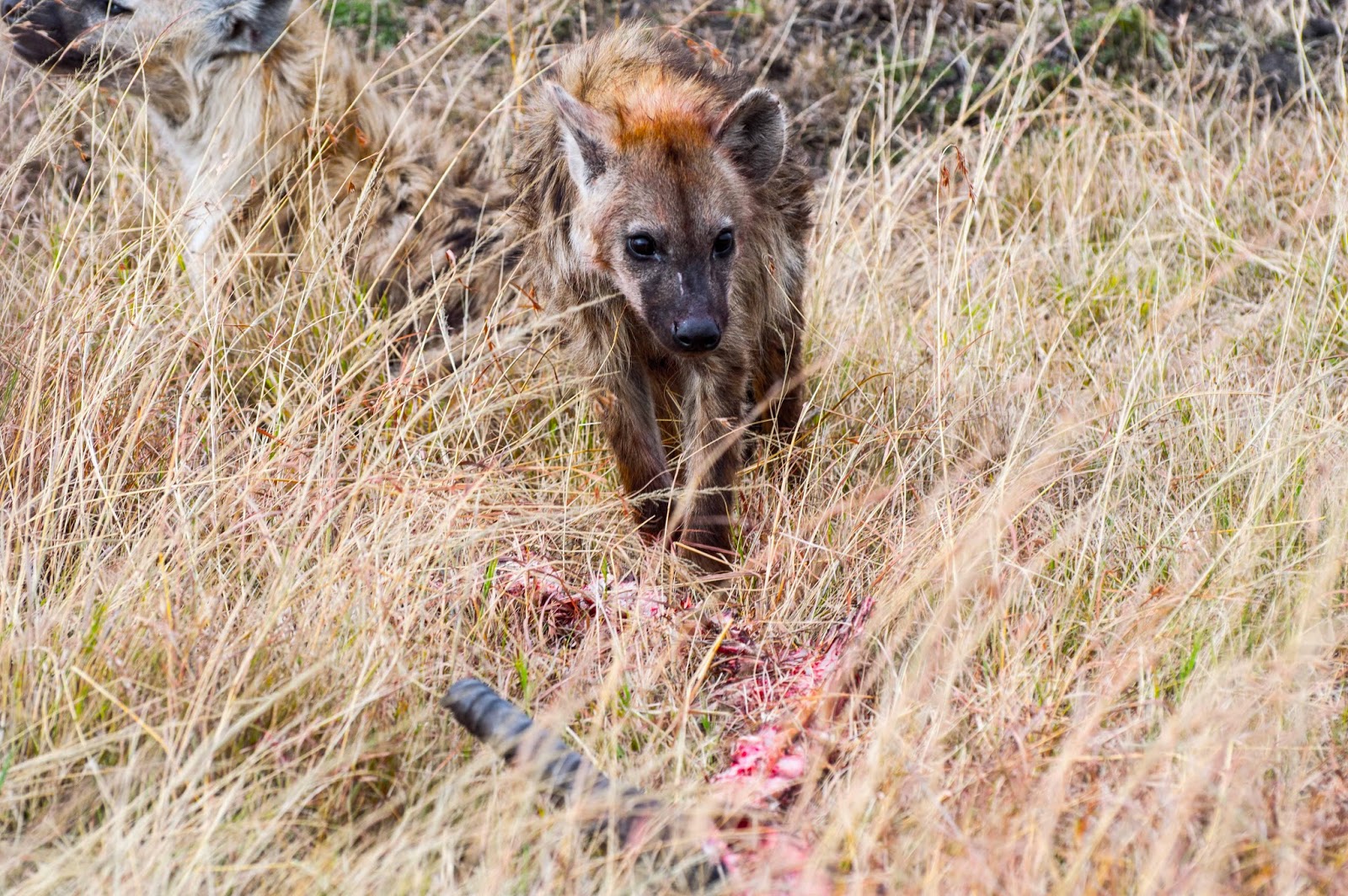 Notes From Kenya: MSU Hyena Research: Life and Death in the Happy Zebra ...