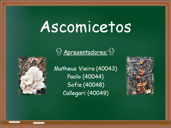 Biologia: Ascomicetos