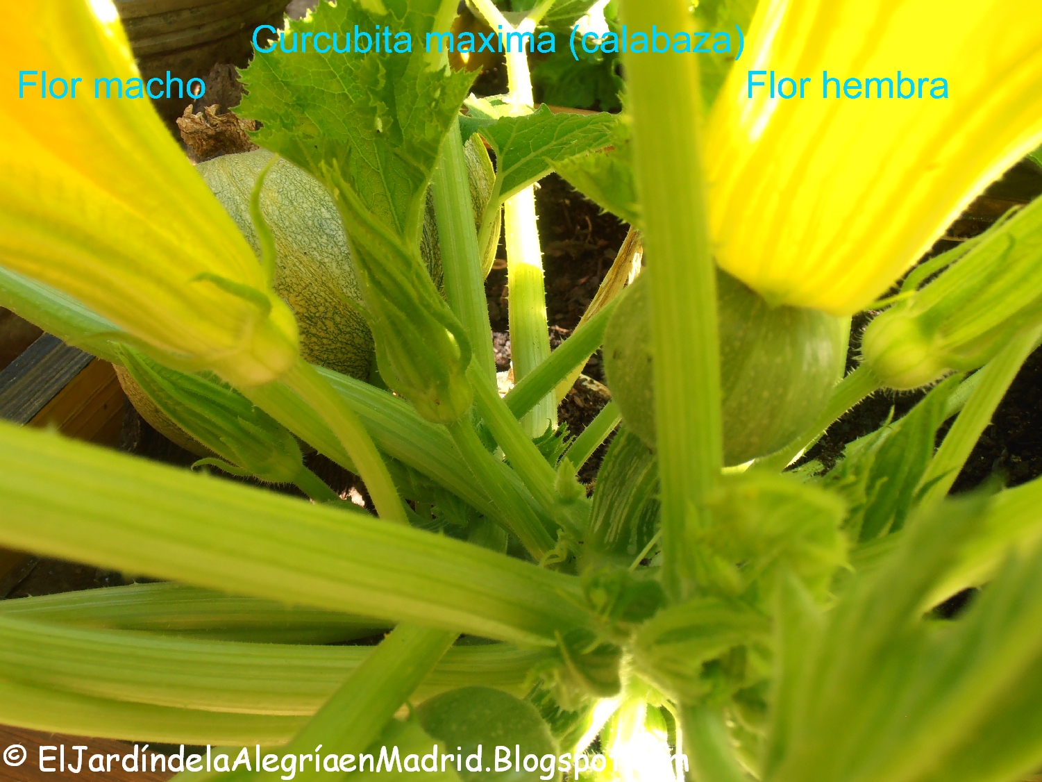 El jardín de la alegría : Flores macho y hembra de Curcubita maxima ...
