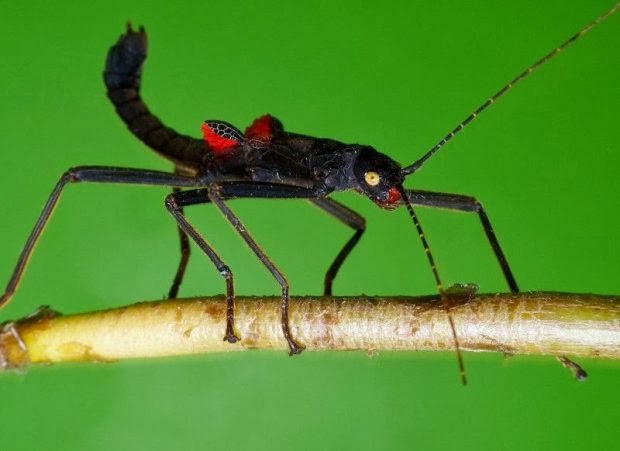 Straszyki i Patyczaki - fascynujące zwierzęta nocne: Straszyki diabelskie