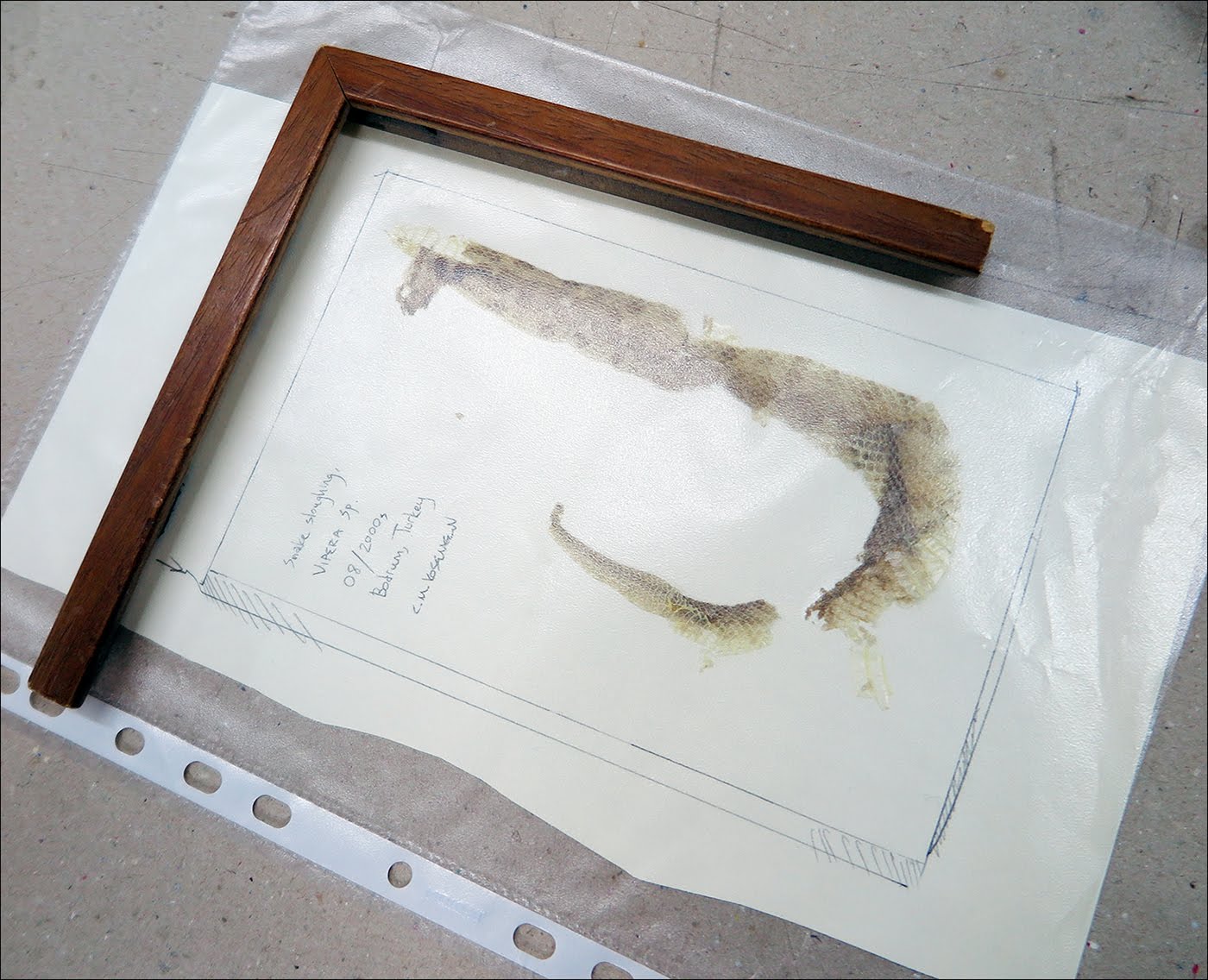 The Adventures of C. M. Kosemen: Found Art: Framing Shed Snake Skins