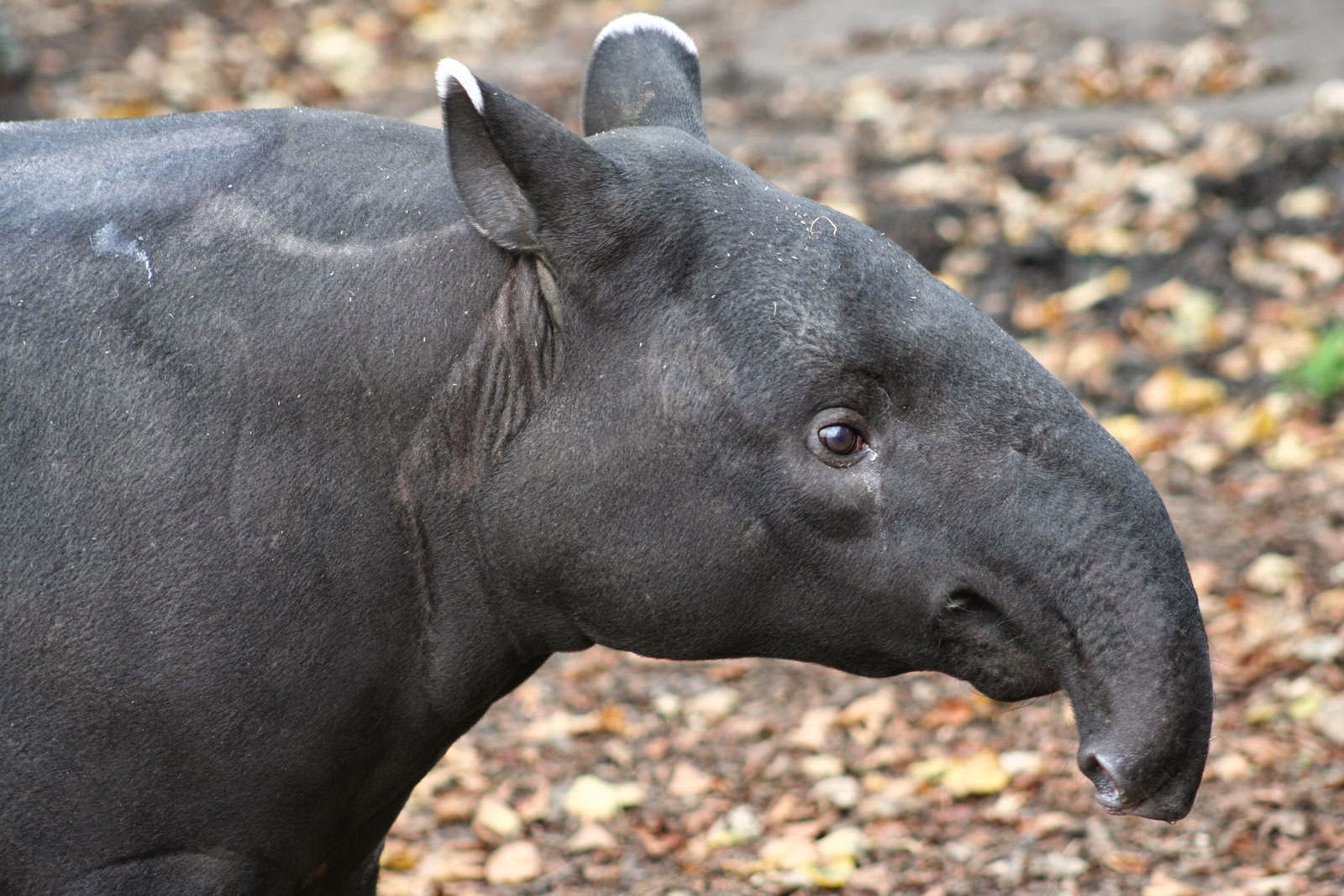 Los simbolos de belice/ The symbols of Belize ~ Belize
