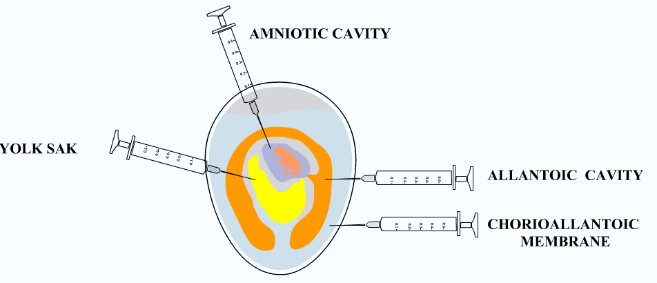 SENTHIL PRABHU SIVASAMY: Cultivation of animal virus using embryonated egg