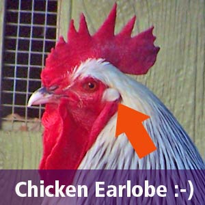 Our Life in Montana: Egg Excitement