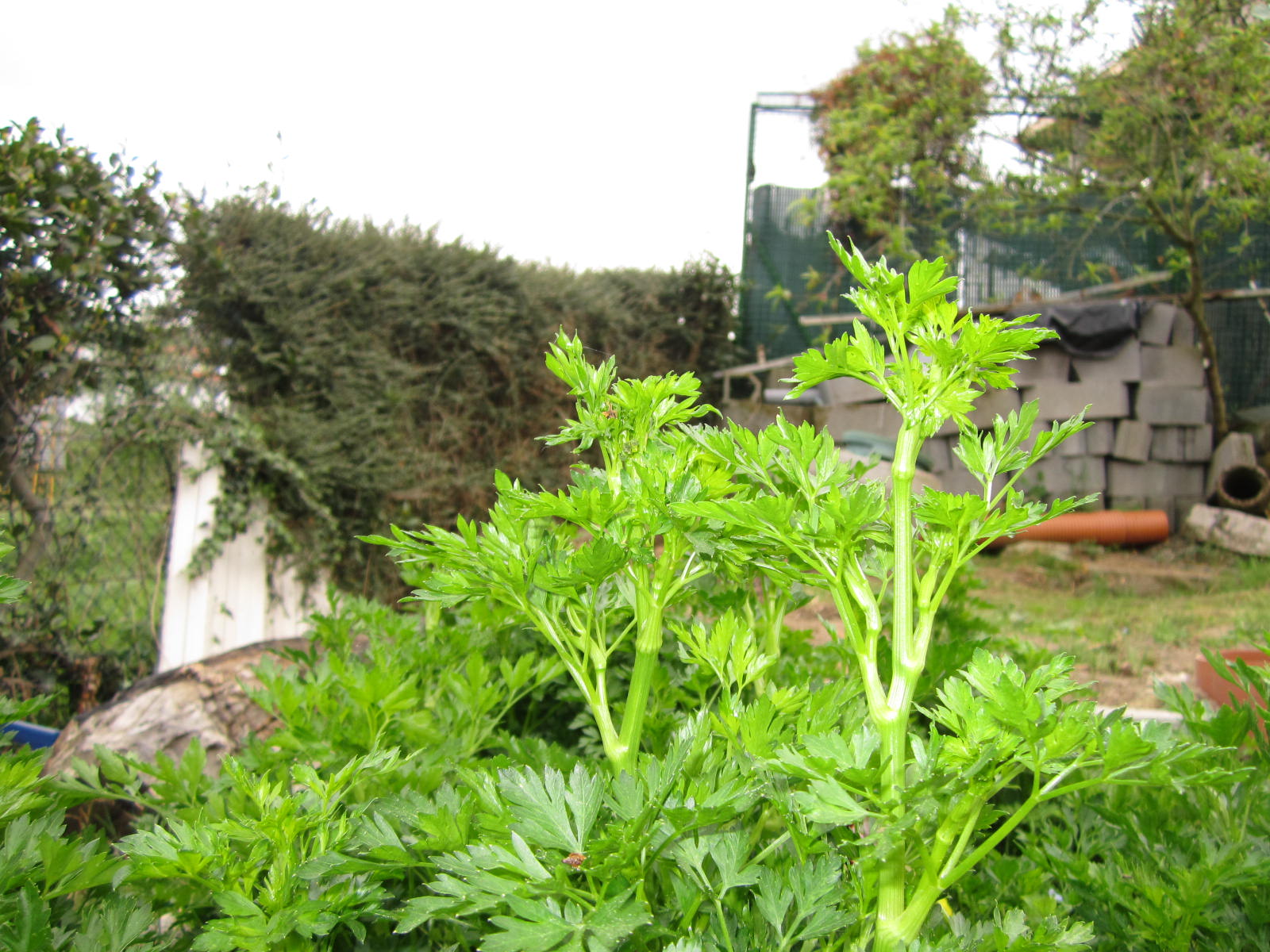 Pacha Mama: Cultivo del Perejil