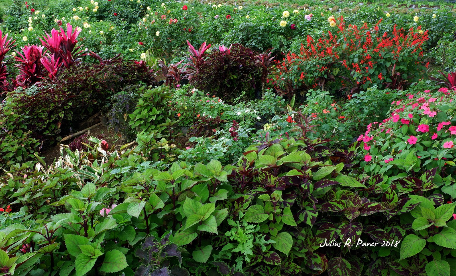 LOGSAC: BEMWA Farm underscores healthy option and countryside Davao ...