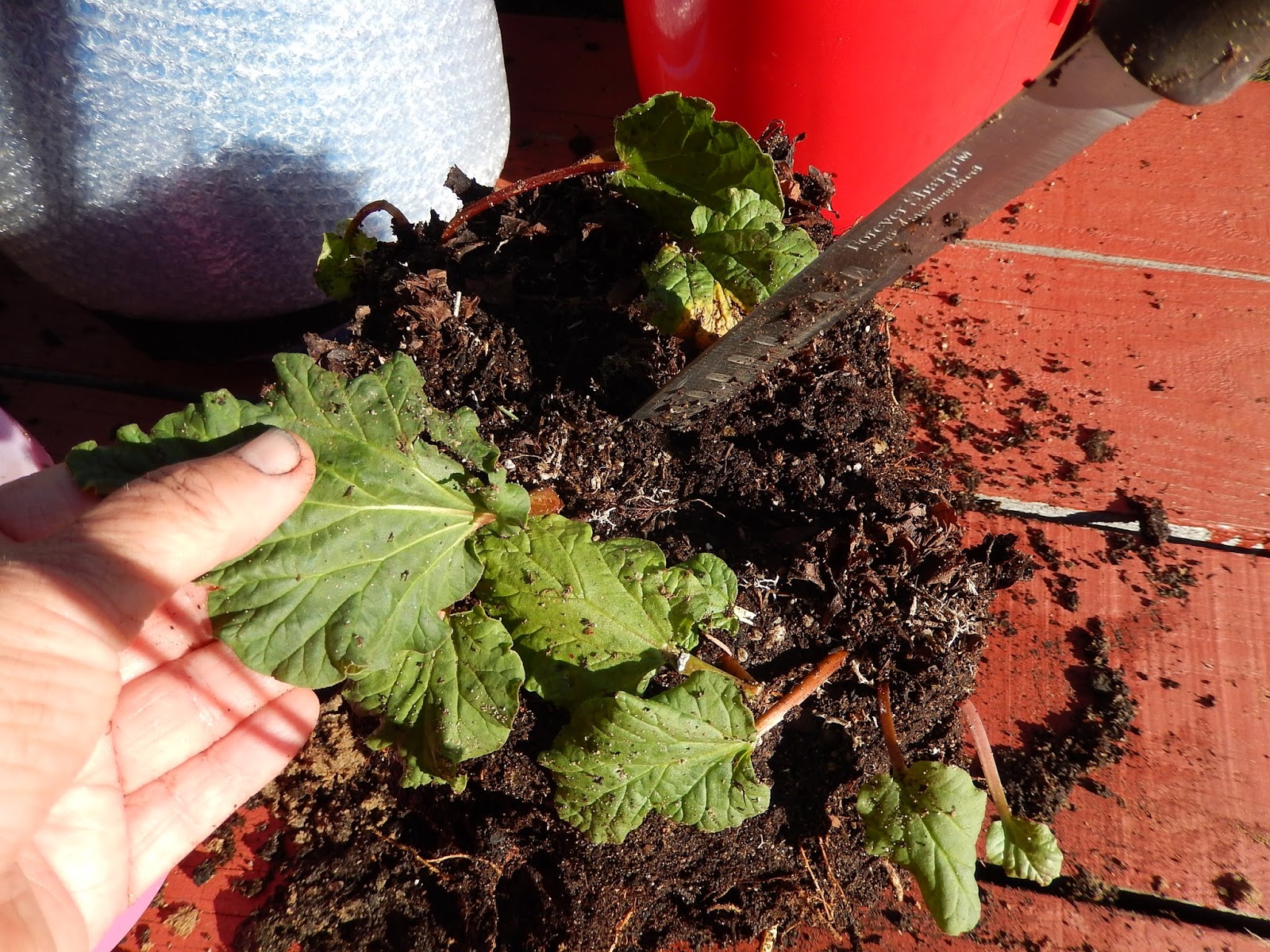 Powell River Books Blog: Dividing Rhubarb Plants