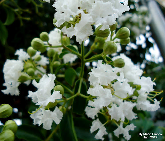 Meu Cantinho Verde: RESEDÁ - ( Lagerstroemia indica )