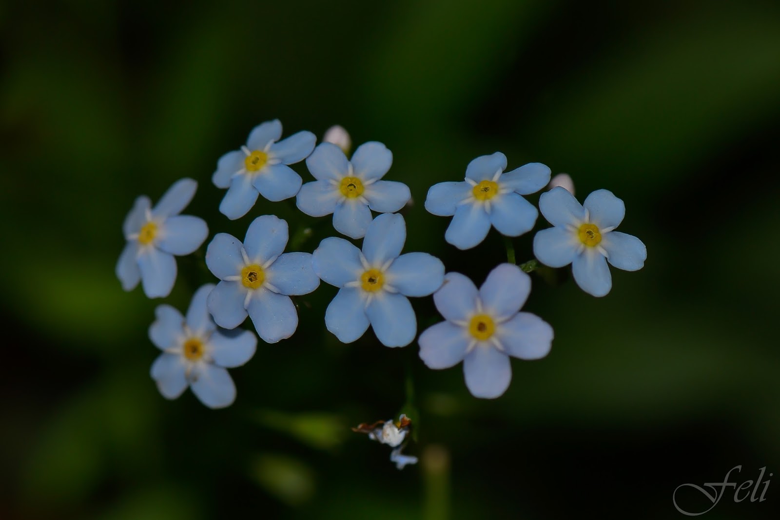 El objetivo de Feli: Myosotis scorpioides L. subsp. lamottiana