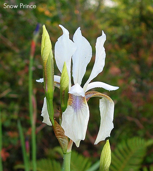 World of Irises: October 2018