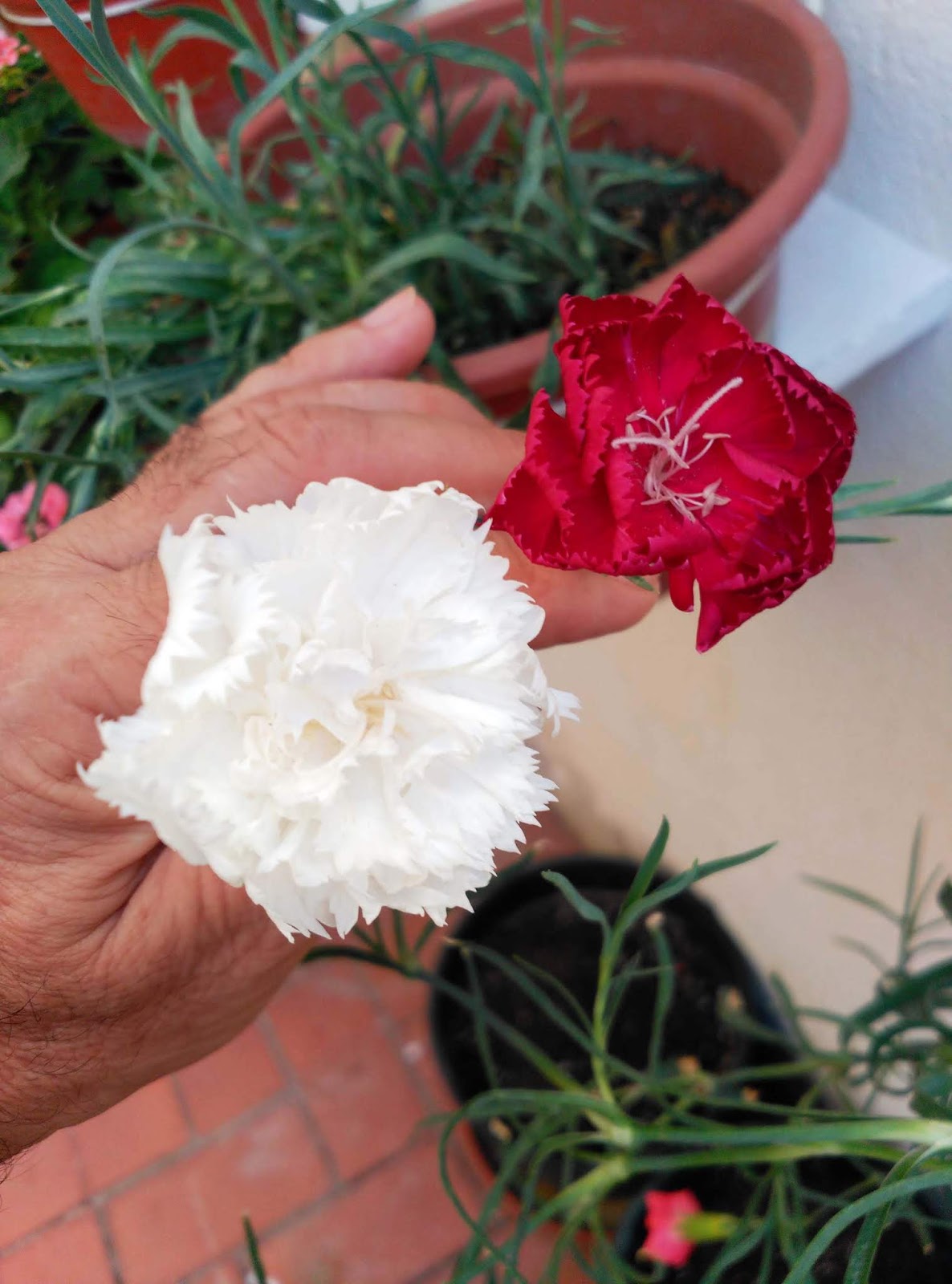 Huerto Casero de Quiquet: Sembrando claveles de muchos colores