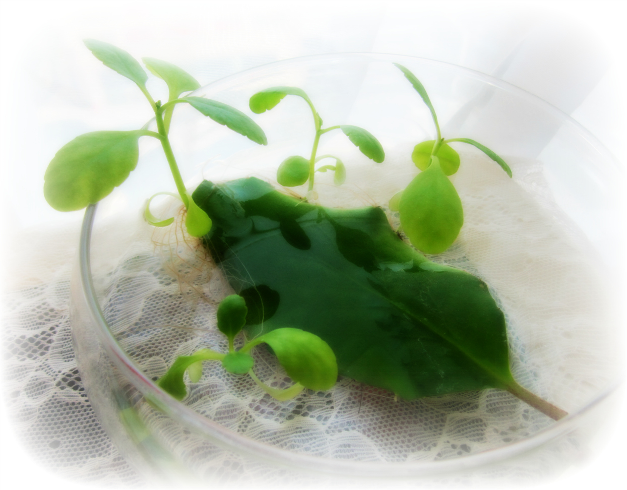 Nozomi Crafts: Magical leaf