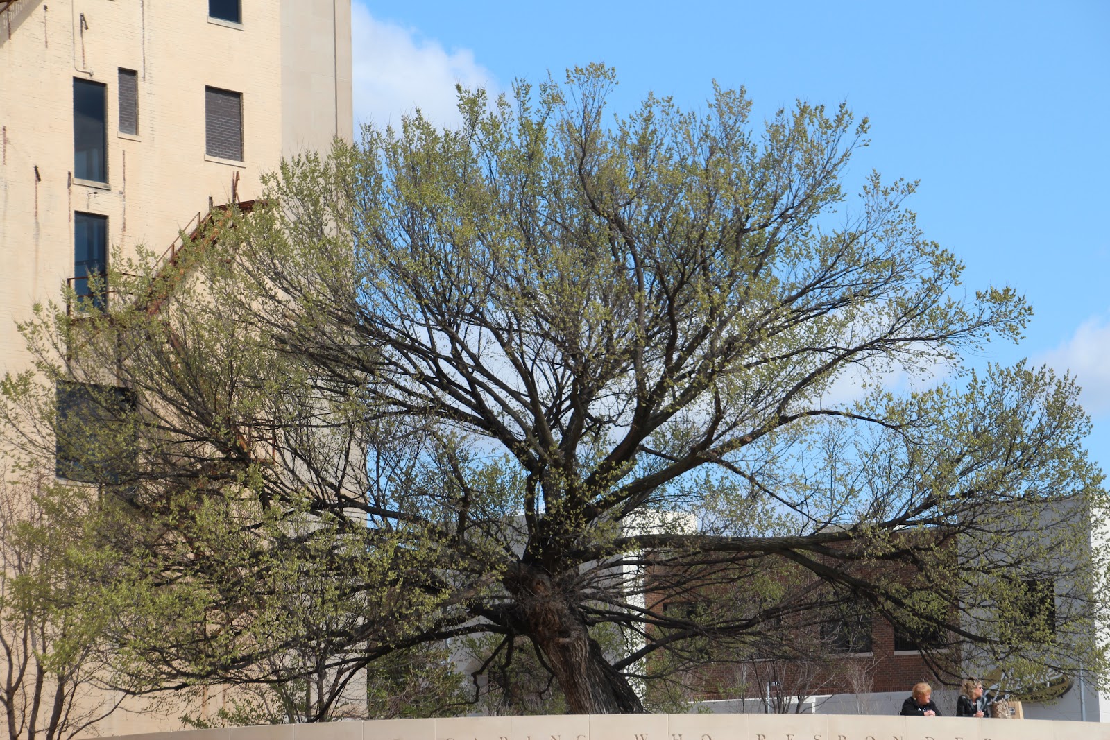 VISUAL SAINT PAUL: The Survivor Tree-OKC Memorial #5