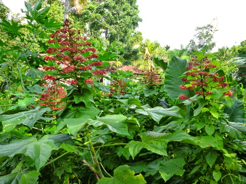 Pagoda Flowers-Clerodendrum paniculatum-Rathu Pinna | SL Flora