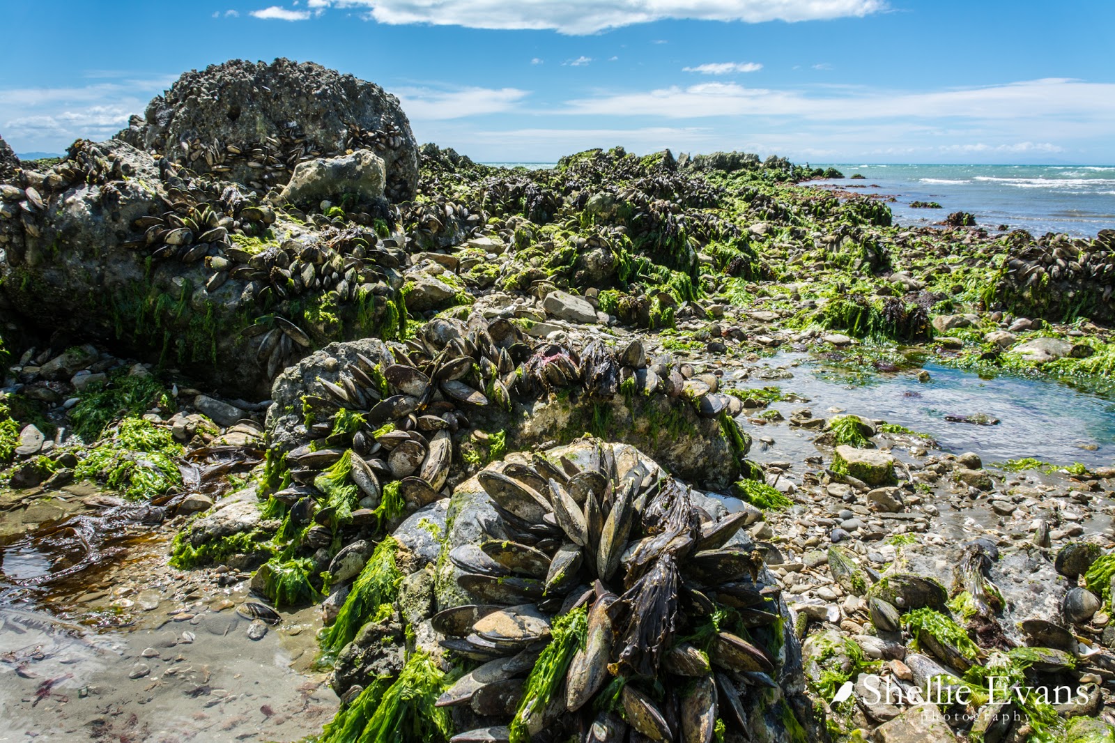 Two Go Tiki Touring: Earthquake- The Rise of Mussel Point, Marfells Beach