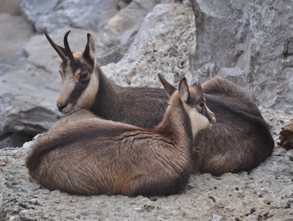 ZOOTOGRAFIANDO (6.100 ANIMALS): REBECO / NORTHERN CHAMOIS (Rupicapra ...