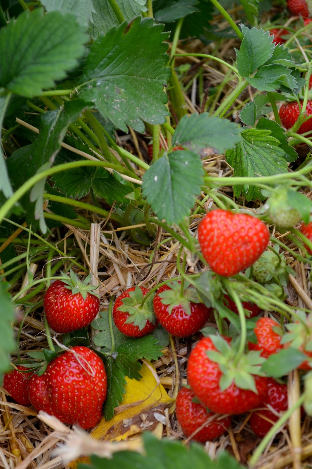 Strawberry Picking Di Rectory Farm Oxford London. - Dapur Kak Noor