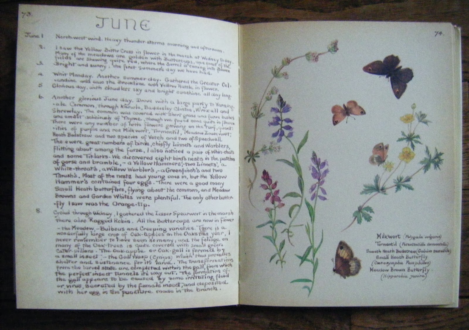 Beach-Combing Magpie: Edith Holden's Nature Notes in a Country Diary...