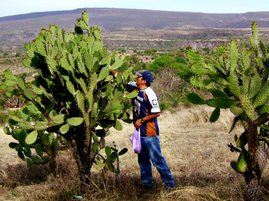 Ensalada de Nopales {Cactus Paddle Salad} & How to Cook Nopales - La ...