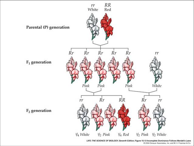 .::Jose Biology B::.: .::Vocabulary of Concepts of Ch.11 Patterns of ...