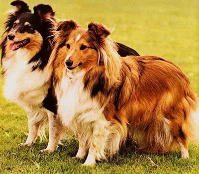 The most charming dogs in the world!: Scottish Shepherd