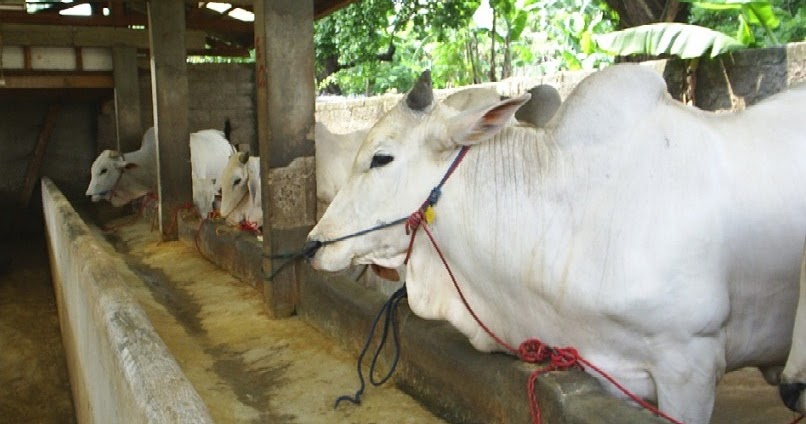 Cara Sukses Ternak dan Budidaya Sapi Potong Yang Baik