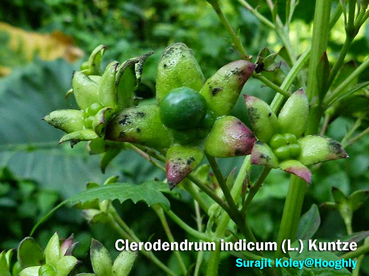 Medicinal Plants: Clerodendrum indicum