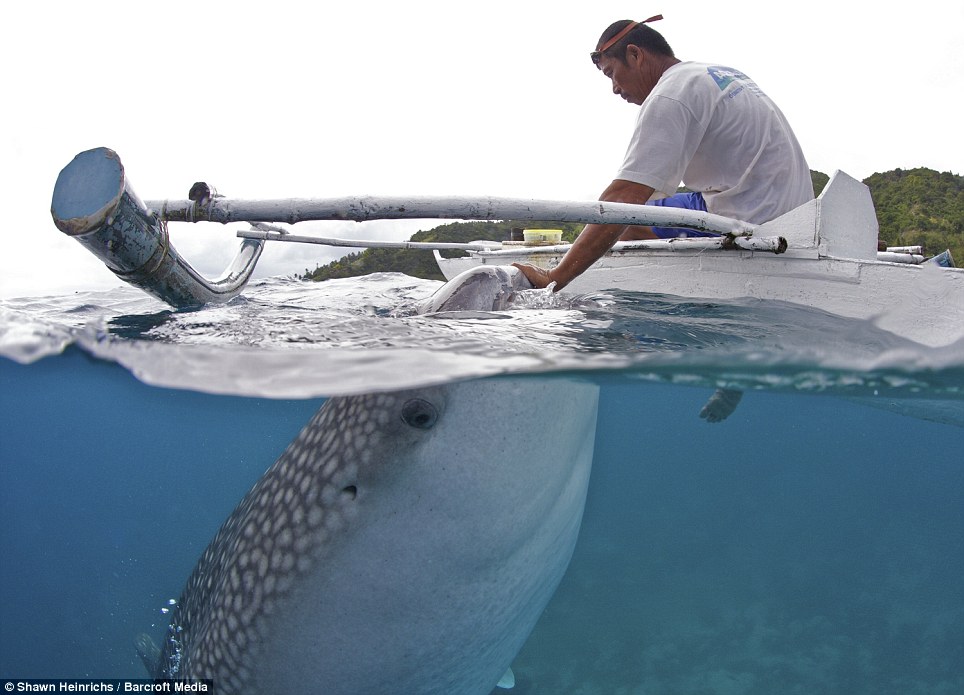 Info Unik Menarik: Wow..!! Persahabatan Hiu Dan Manusia ( Foto )