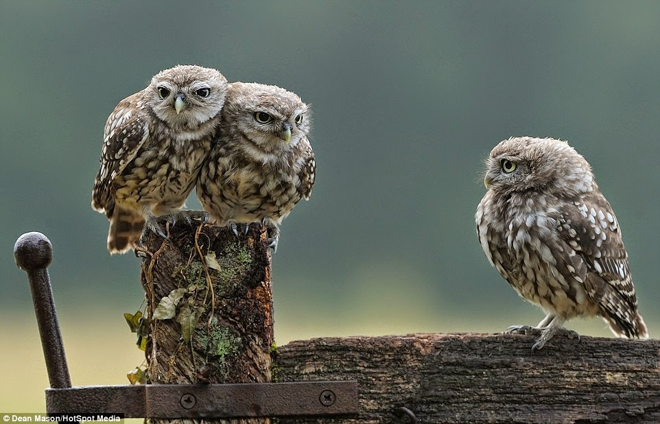 Adorables: Pequeño búho siente celos y exige la atención de su hermano ...