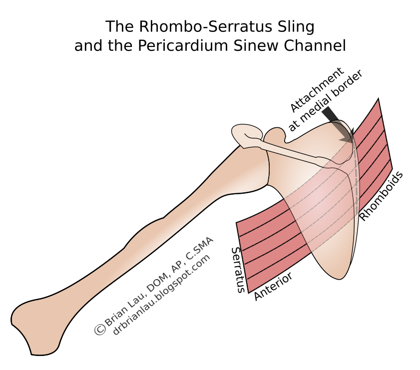 Rhomboid Attachment