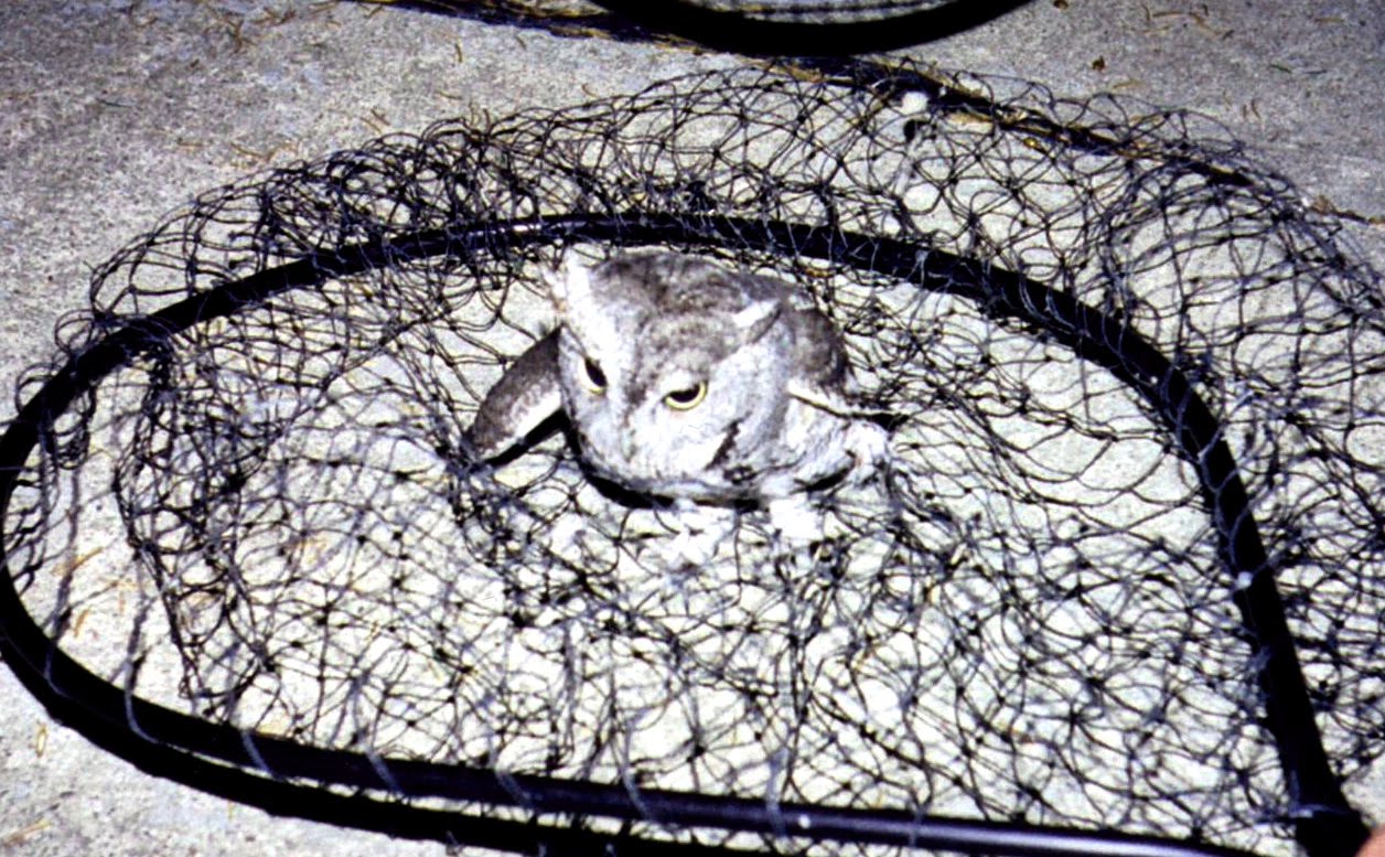 NATURE NOTES: February 2011