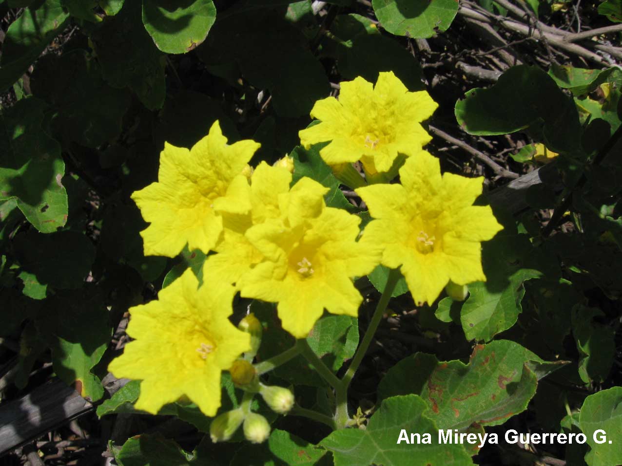 Parque Nacional Yasuni : Caracteristicas.