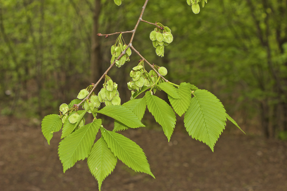 Flora Urbana: Orme lisse, Ulmus laevis
