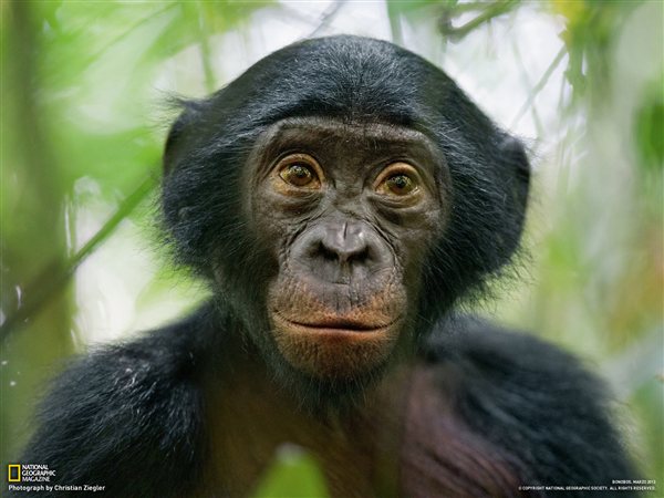 ENCICLOPEDIA BASICA : El bonobo, antes conocido como chimpancé pigmeo ...