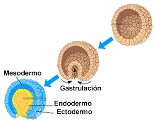 Histo- Embriología: N°3 DESARROLO EMBRIONARIO Y FETAL, FOMACIÓN DEL ...