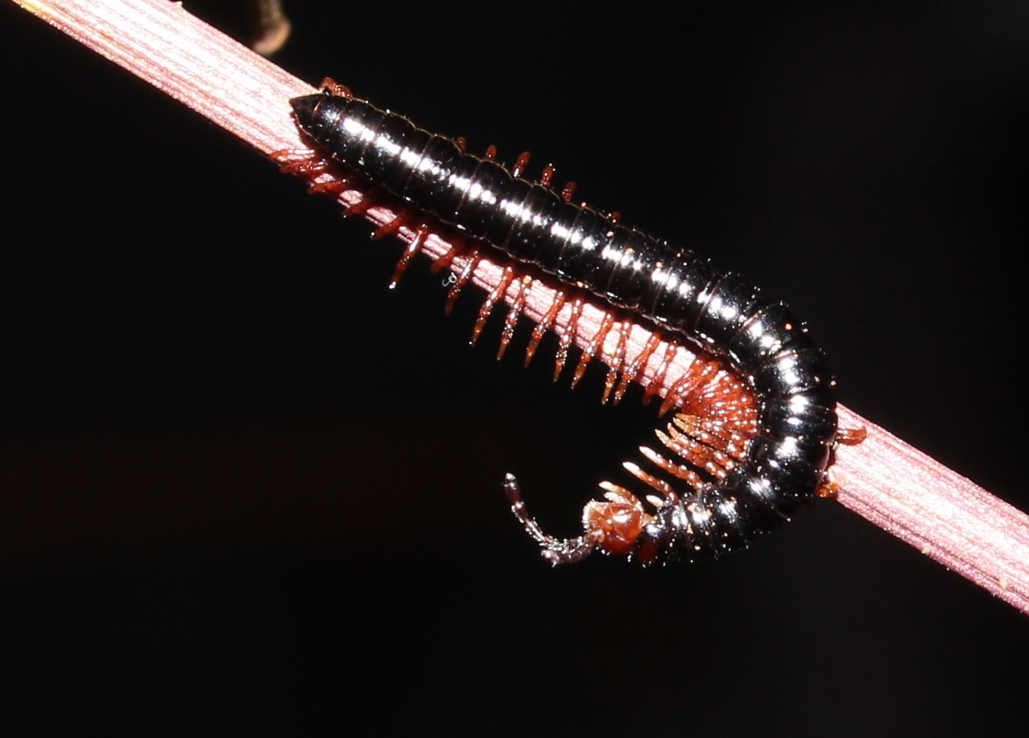 Biodiversity of Cyprus by NGO Protection of the Natural Heritage and ...