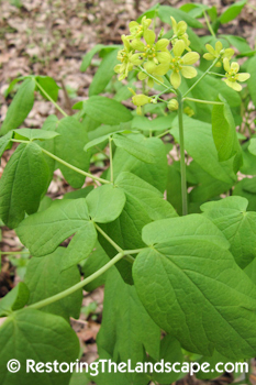 Restoring The Landscape With Native Plants: Native Plant of the Week ...