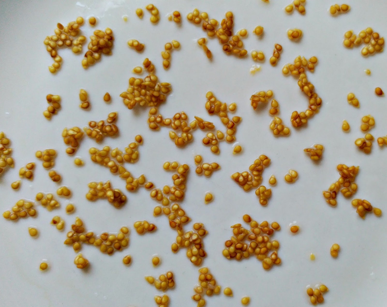 Cómo recolectar semillas de tomate