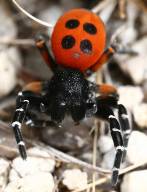 Top 20: As aranhas mais estranhas e bonitas do mundo ~ Biólogo Esperto