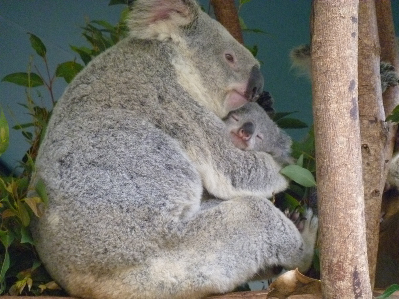 Lee & Di's Escapades: 9/10 - Australia Zoo with a Koala Cuddle