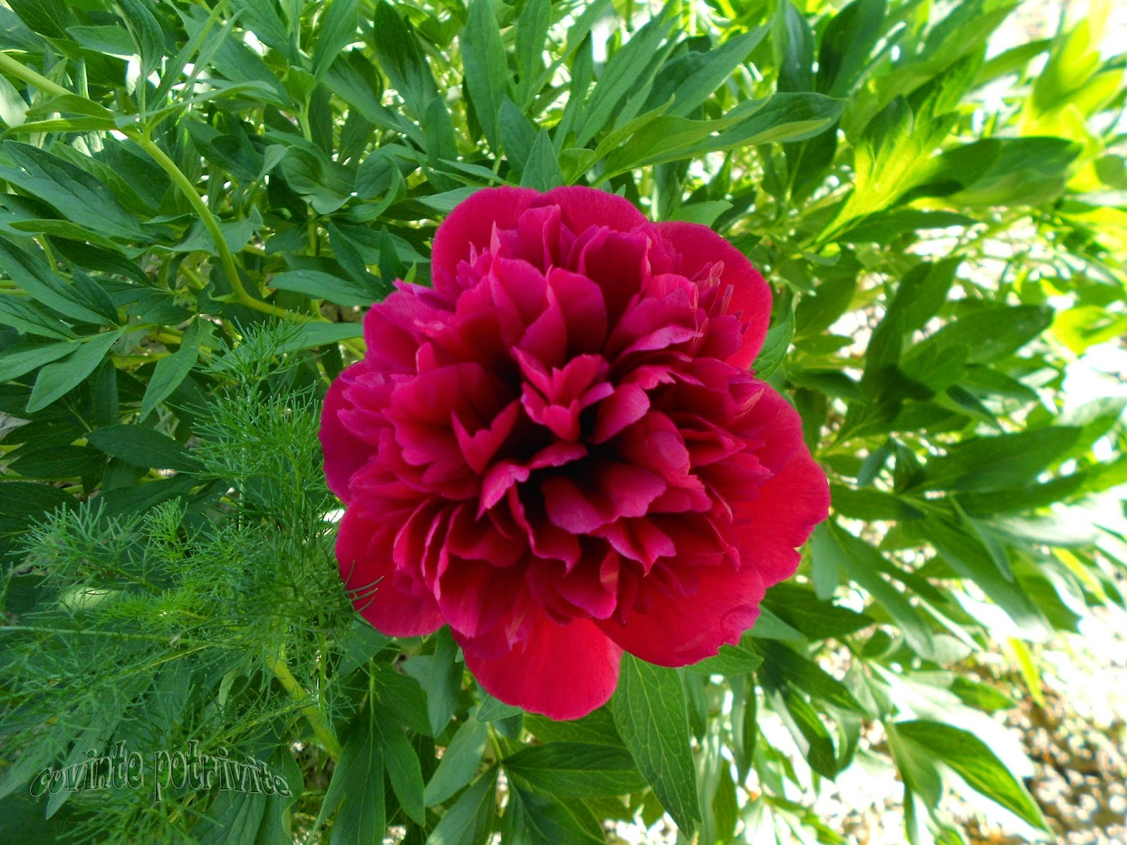 Blogânduri : Cu bujori în obrăjori...