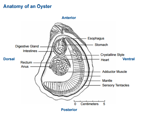 The NEXt Chapter: Oysters 101