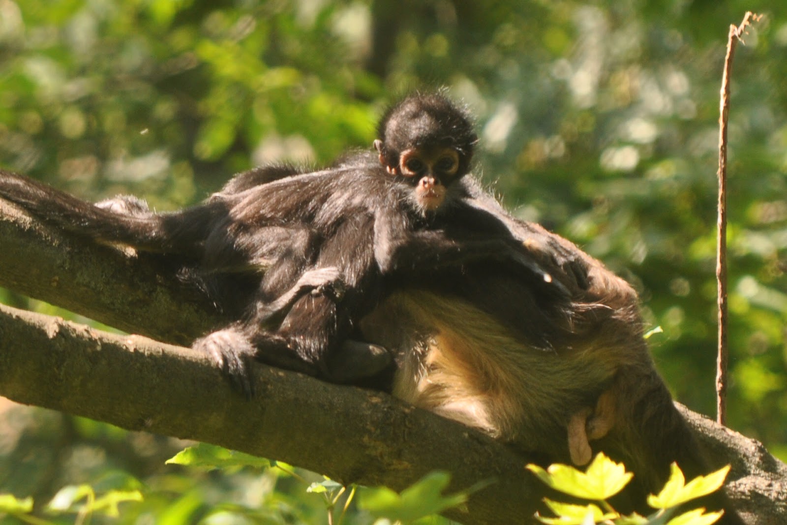 ZOOTOGRAFIANDO (5.836 ANIMALS): MONO ARAÑA DE GEOFFROY / GEOFFREY´S ...