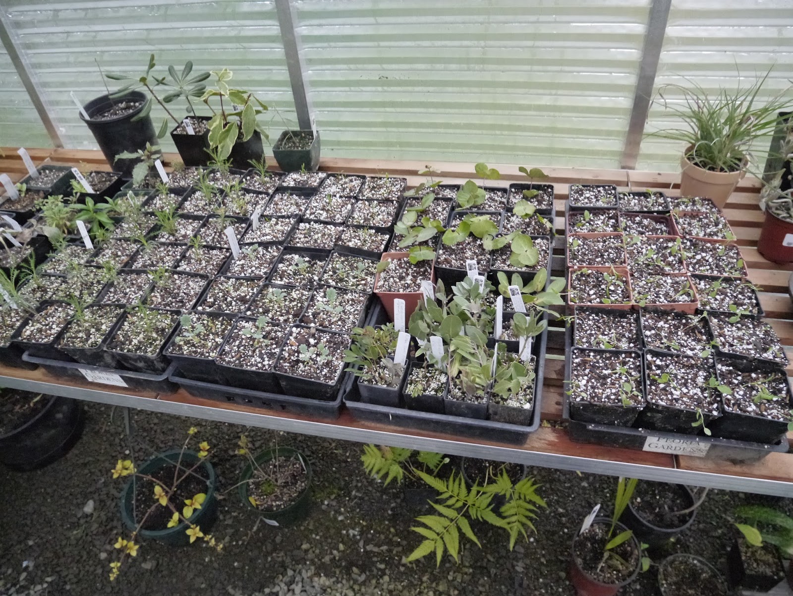 What's sprouting on the propagation bench