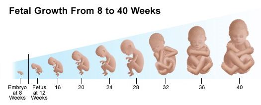 Pertumbuhan dan Perkembangan Pada Manusia (Fase Tahap Proses ...