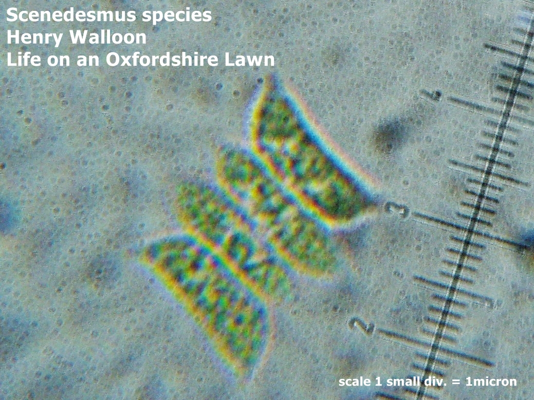 Scenedesmus Under Microscope
