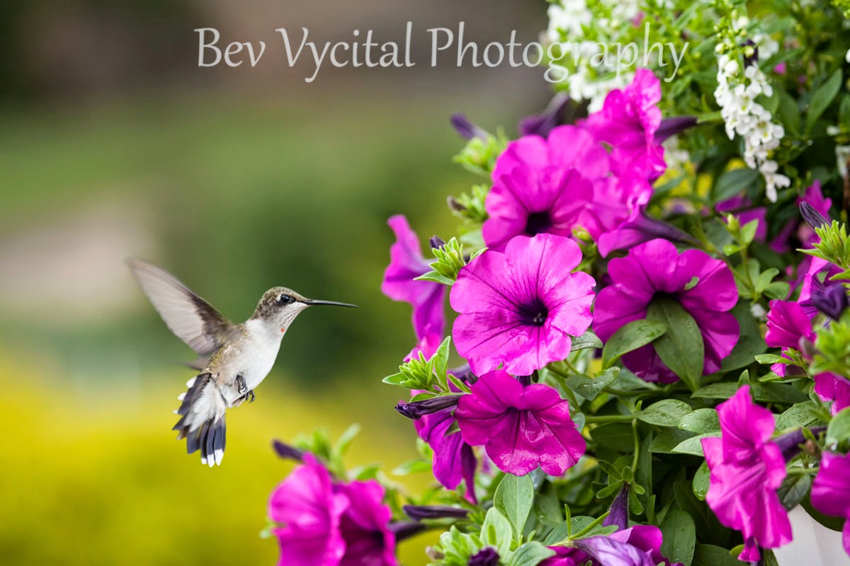 Bev Vycital Photography: Hummingbird and Petunias Composite