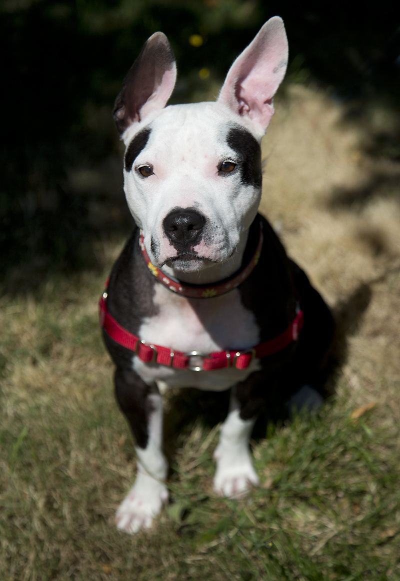 Shelter Dogs of Portland: "MYLIE" adorable Pint sized Pittie
