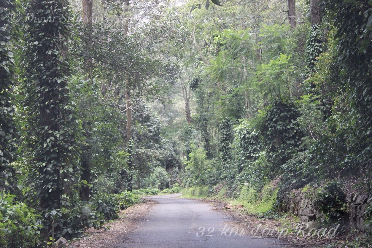 32 Kilometers of Ecstasy and Excitement - 32-KM Loop Road, Yercaud ...